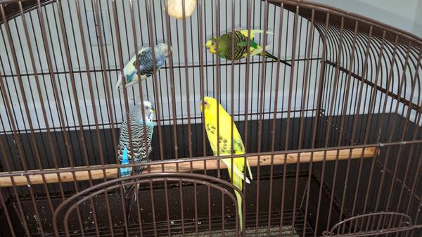 4 parakeets along with cage and supplies