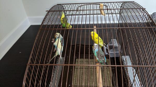 4 parakeets along with cage and supplies