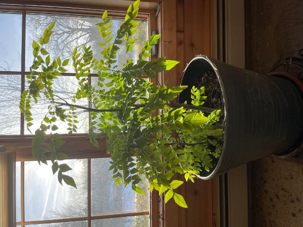 Large curry leaf plant in 30 L pot