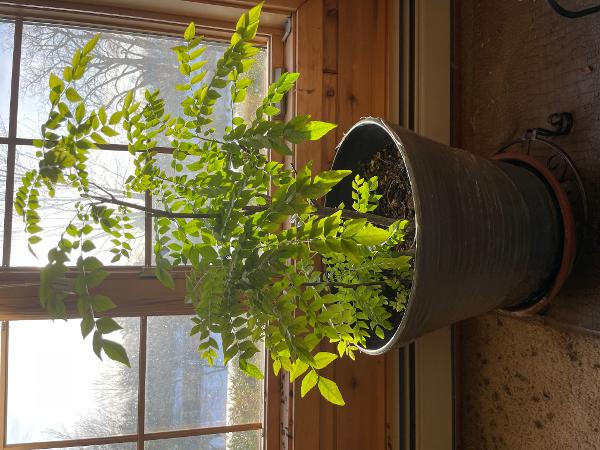 Large curry leaf plant in 30 L pot